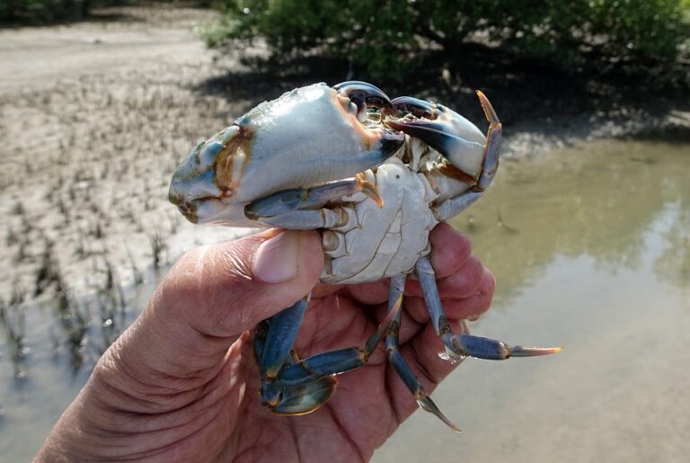Crabbing Trip ENDS IN HORROR After Deadly FLESH EATING INFECTION ...