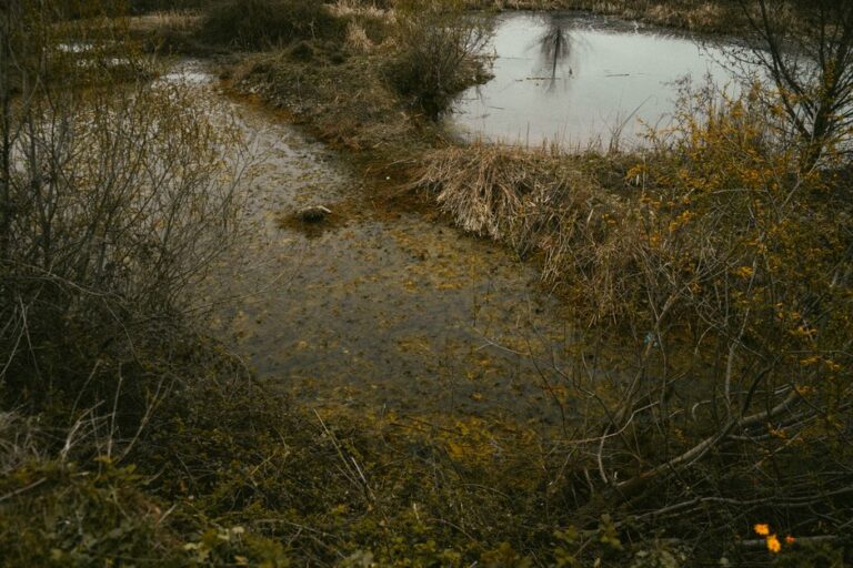 Fugitive JUMPS Into Swamp Then This Happens | Current Headlines