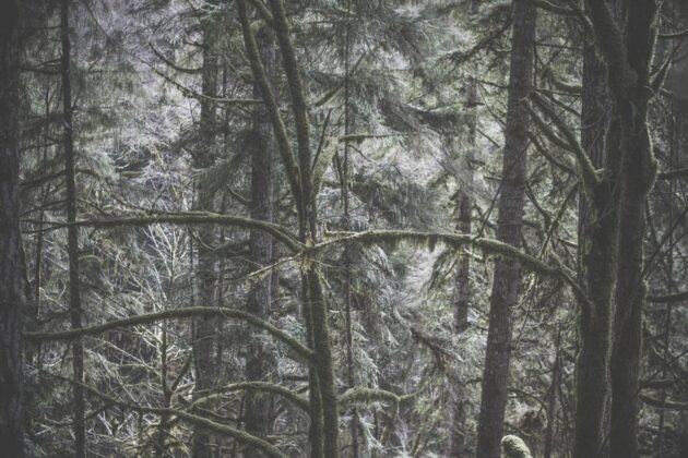 Texas Driver SPOTS Sasquatch On Remote Highway | Current Headlines